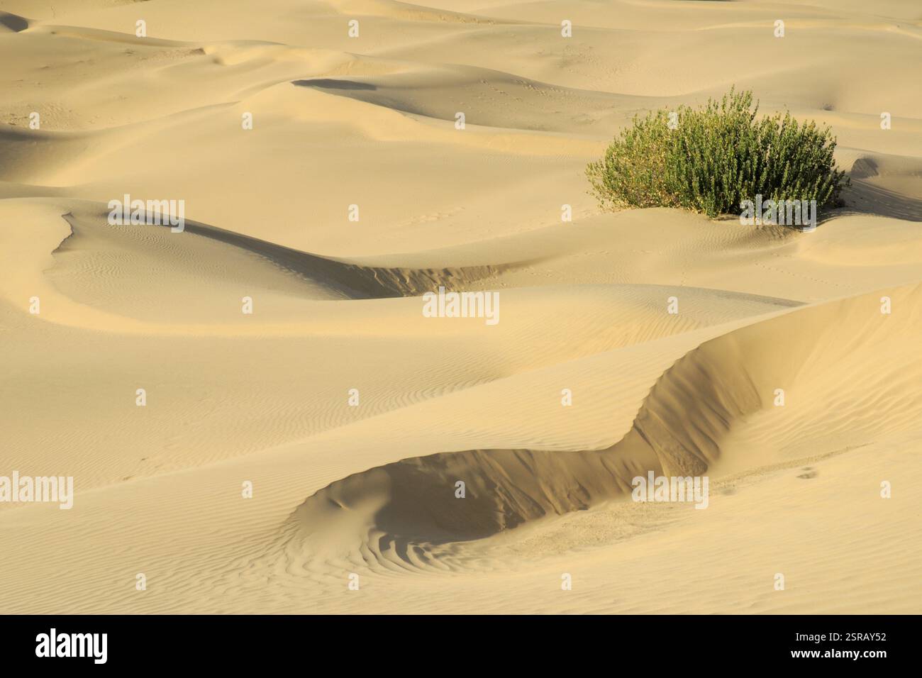Warm sand with ripples pattern form and cactus plant in Khuri Khurri ...
