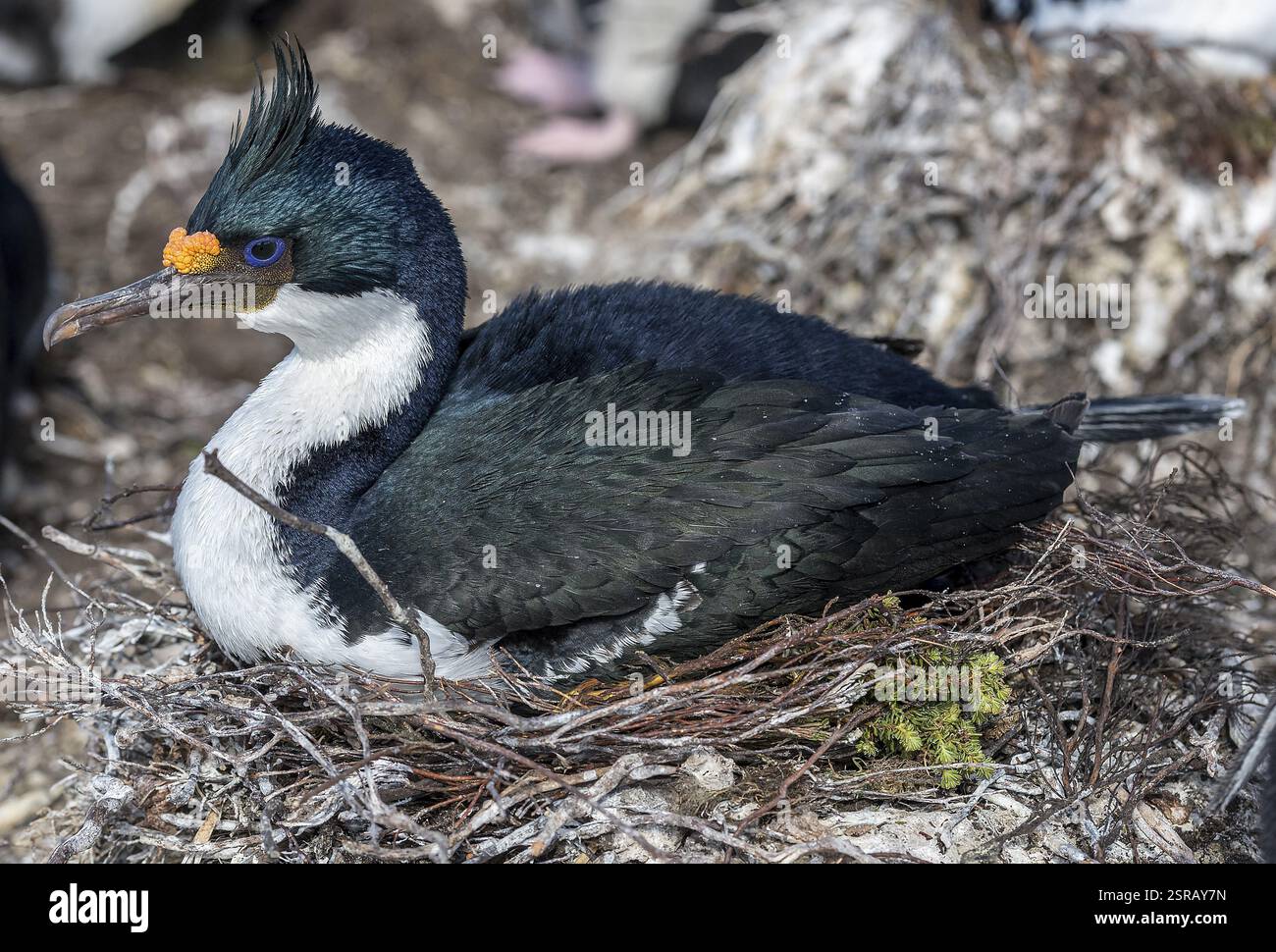 Blue-eyed Cormorant, Imperial shag, (Leucocarbo atriceps) breeds on ...