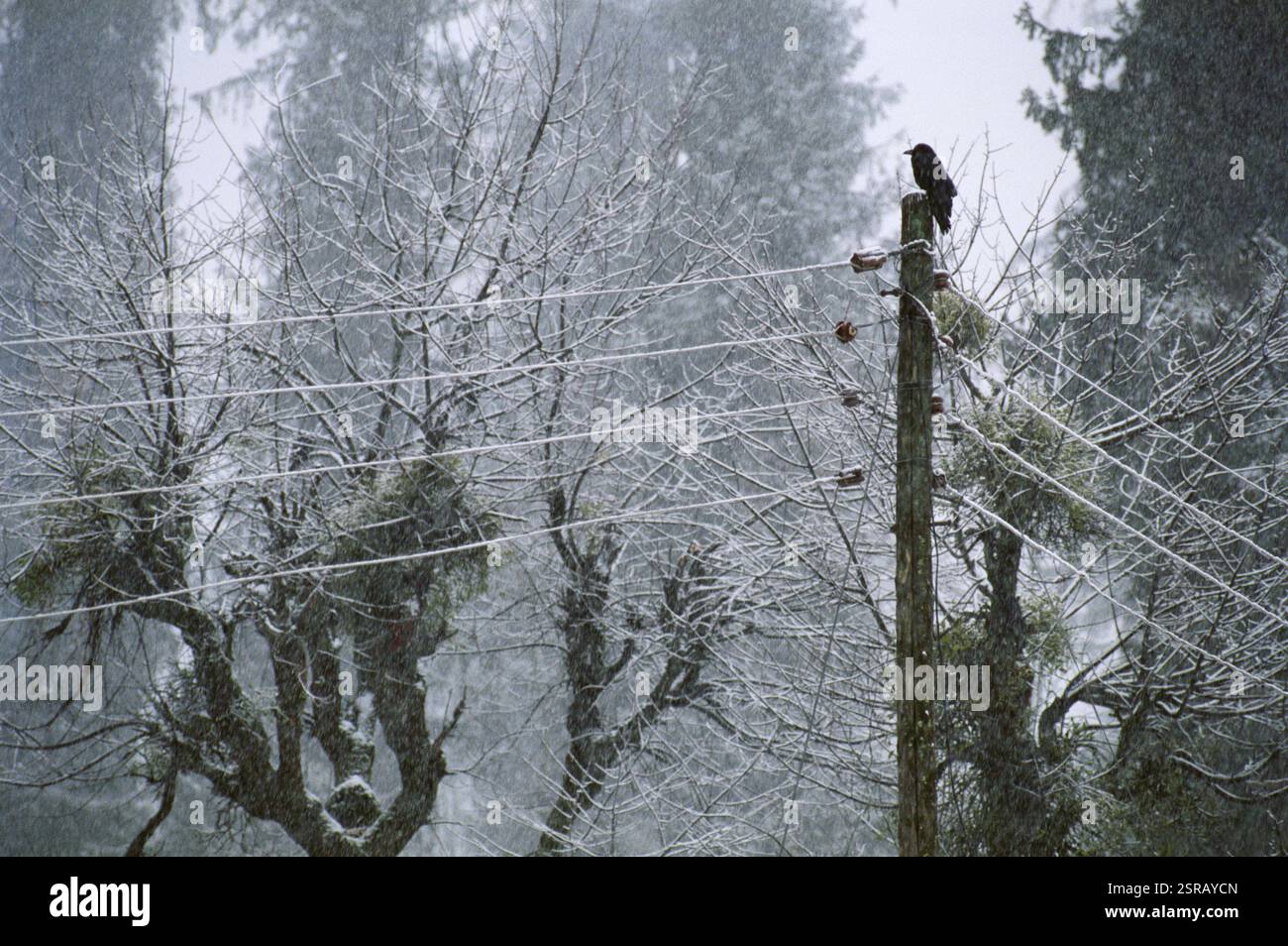 Electric transmission lines india hi-res stock photography and images ...