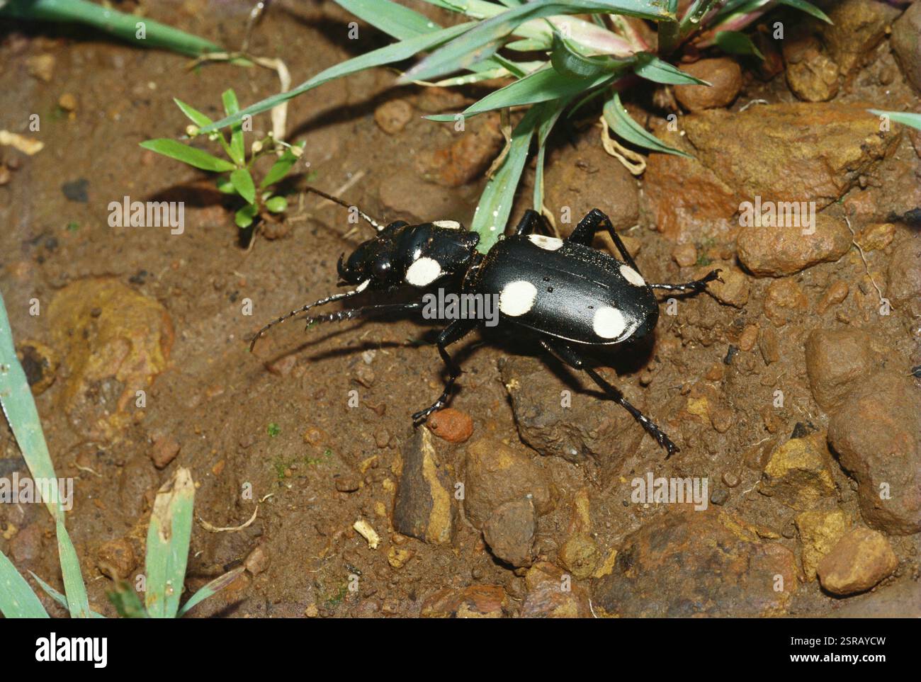 Insects, six spotted ground beetle Stock Photo - Alamy