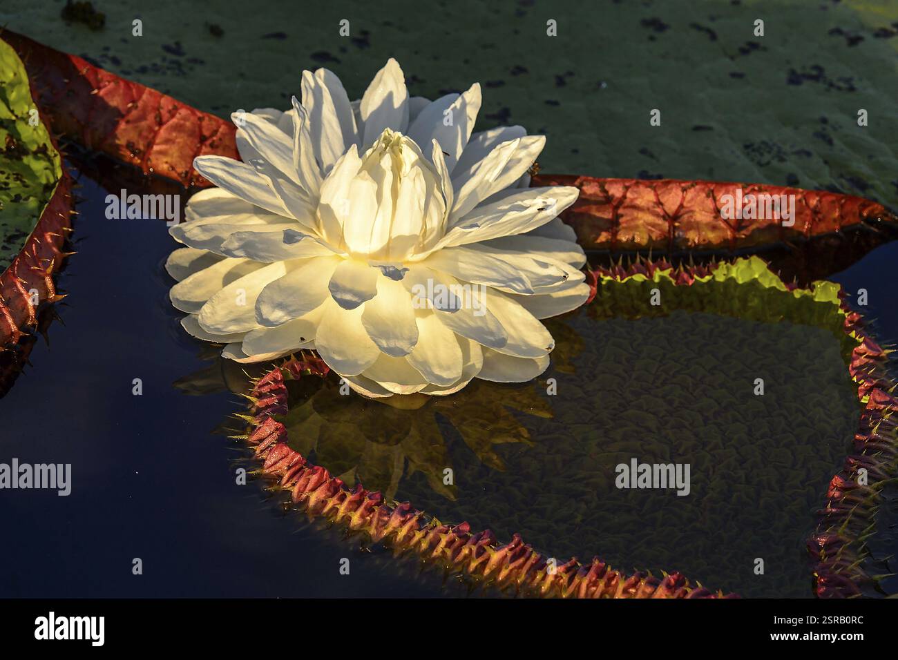 Plant, Plants, Flower. Blossoms, flower, Blumwen, Amazonas giant water ...
