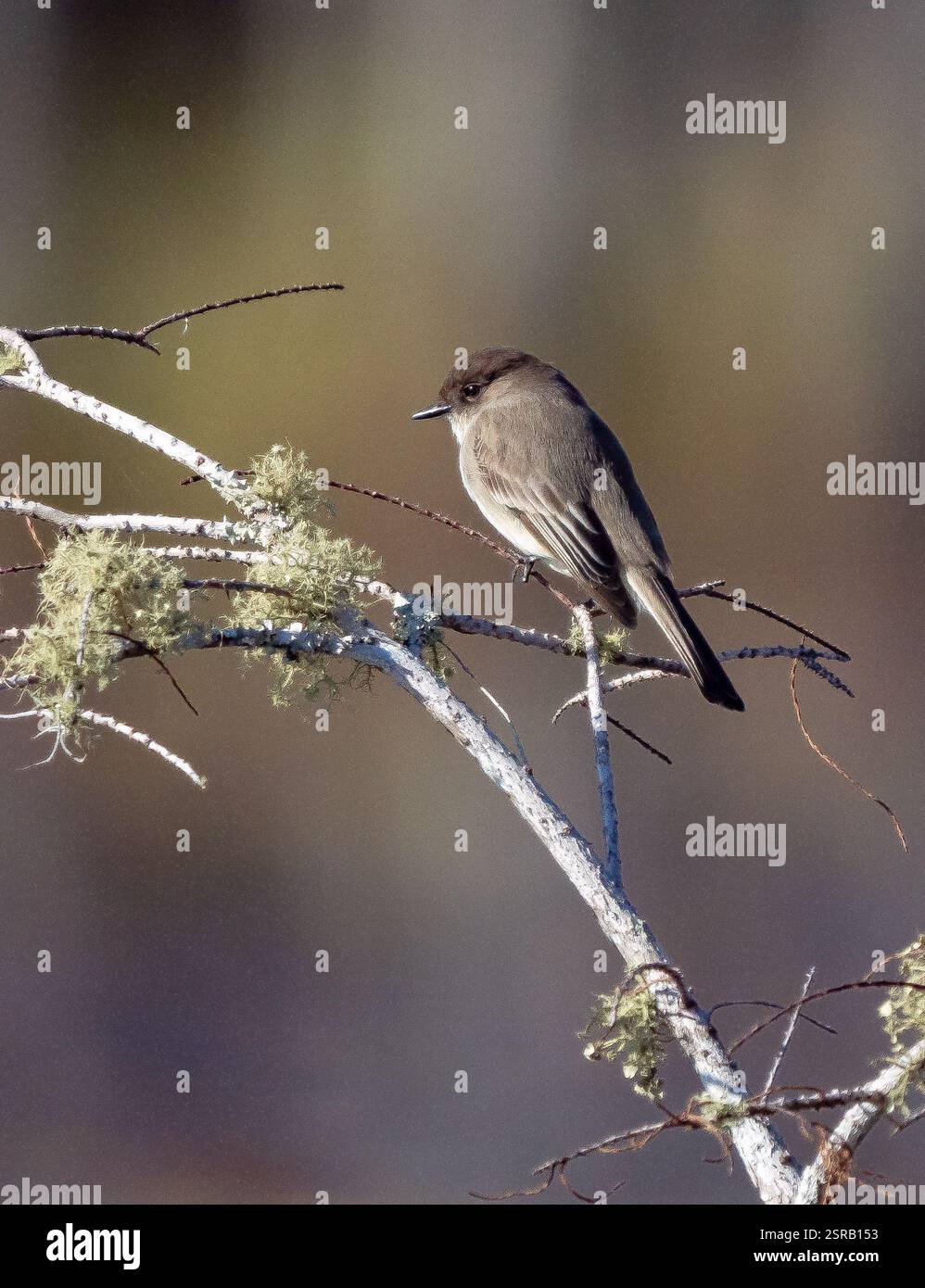 Eastern Phoebe (Sayornis phoebe Stock Photo - Alamy