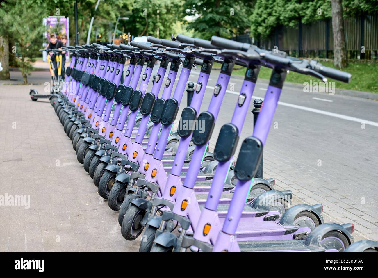 Purple e-scooters neatly lined on paved sidewalk. Green trees in ...