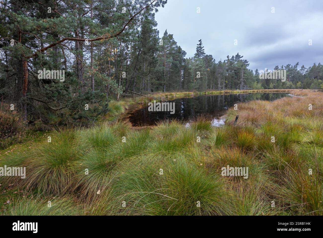 Red Mud (Cervene blato) National Nature Reserve near Suchdol nad ...