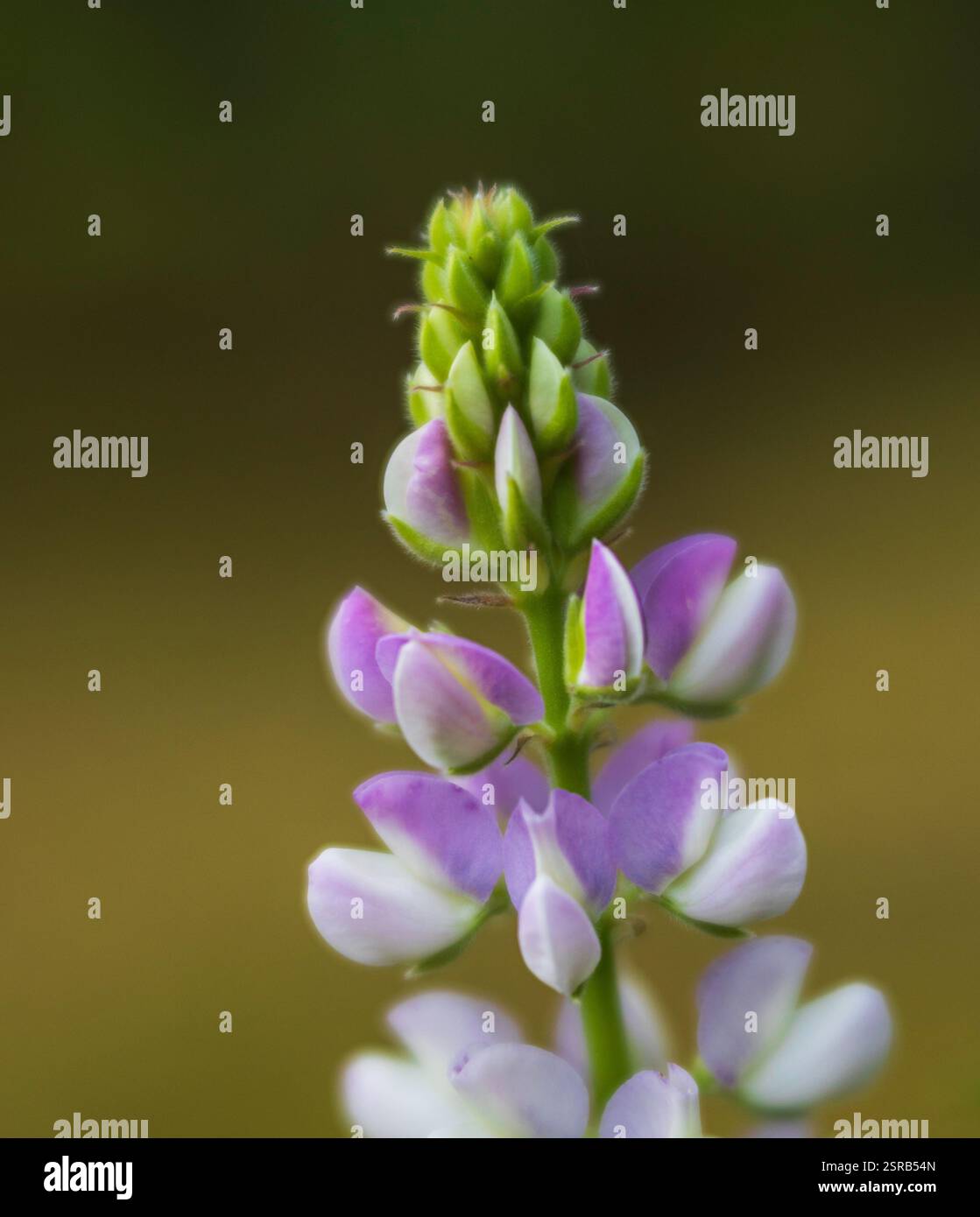 Perennial lupine lupinus polyphyllus hi-res stock photography and ...