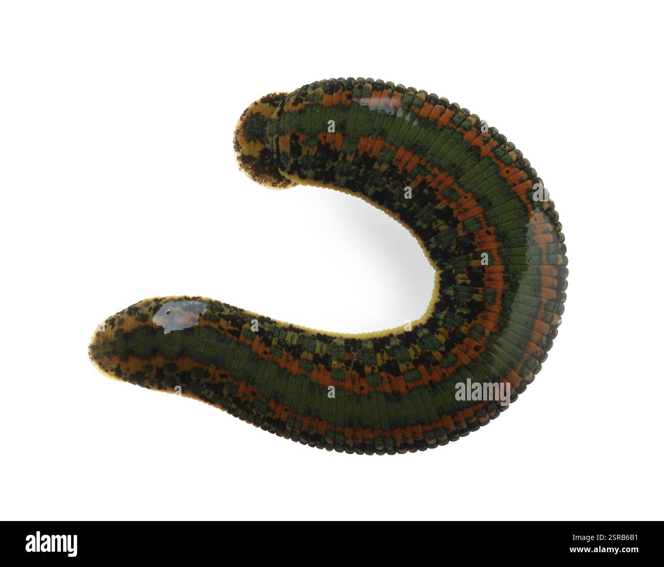 One medicinal leech isolated on white, top view Stock Photo - Alamy