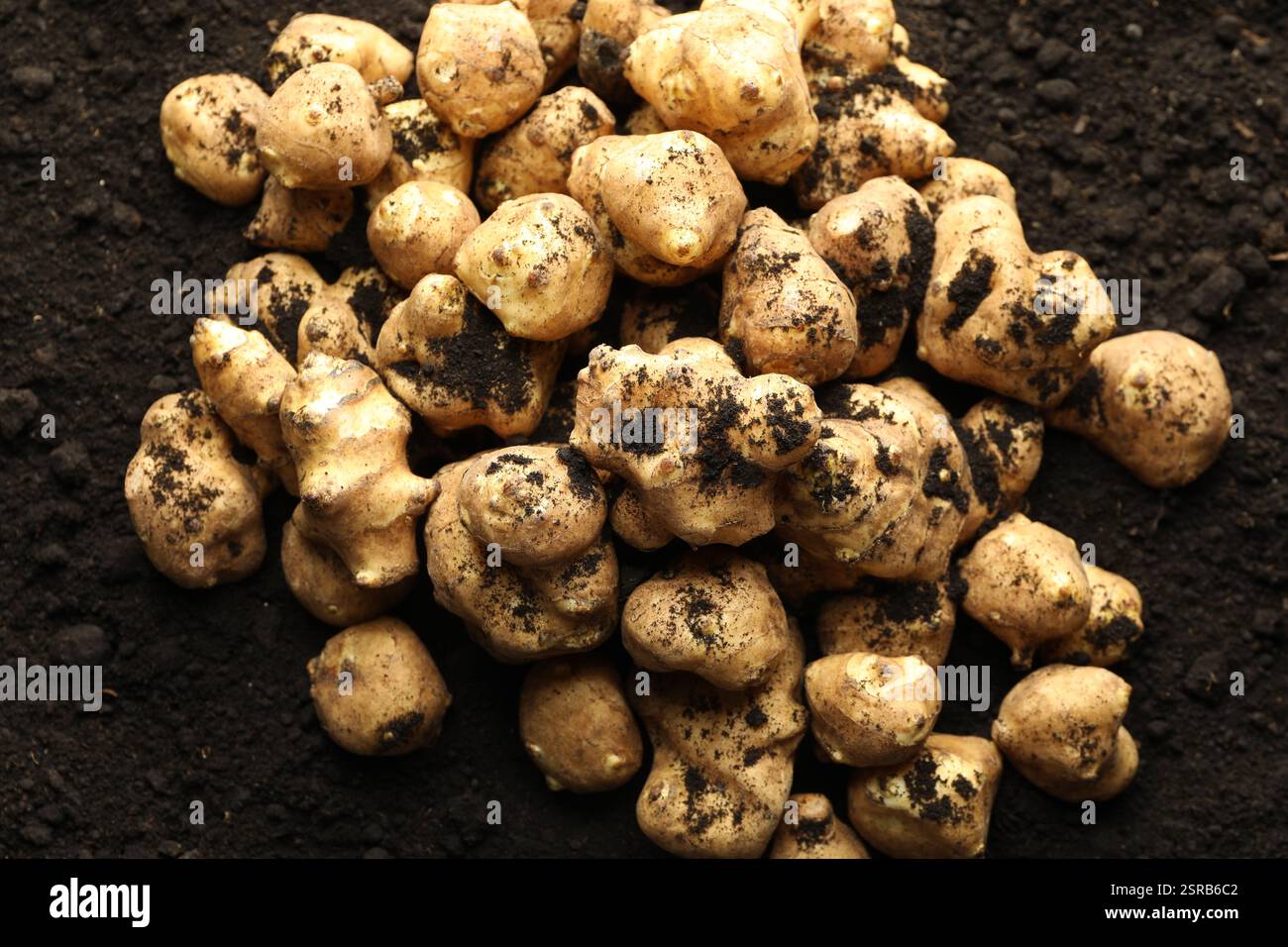 Many raw Jerusalem artichokes on soil, top view. Root vegetable Stock ...