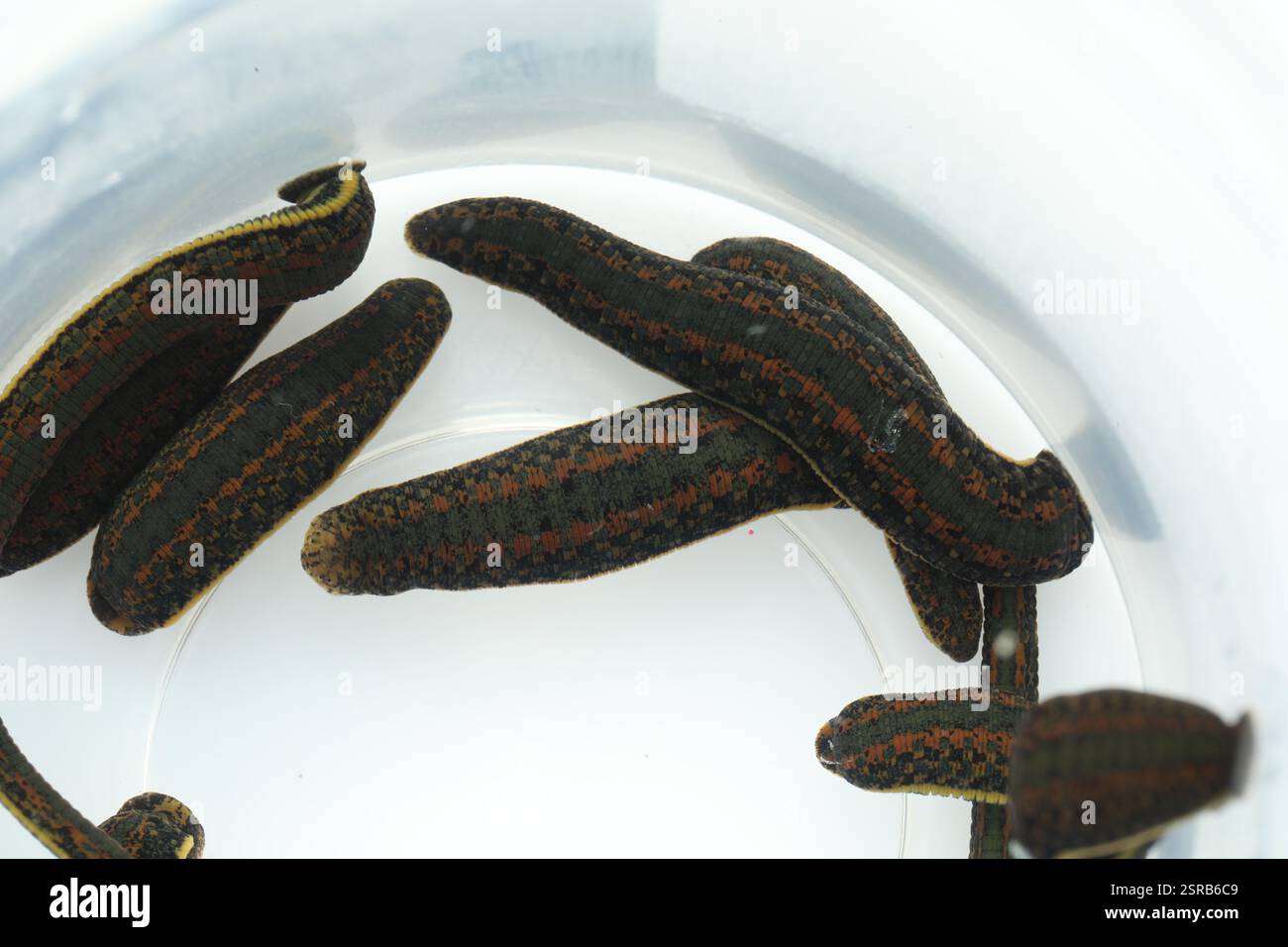 Medicinal leeches in plastic jar on white background, top view Stock ...