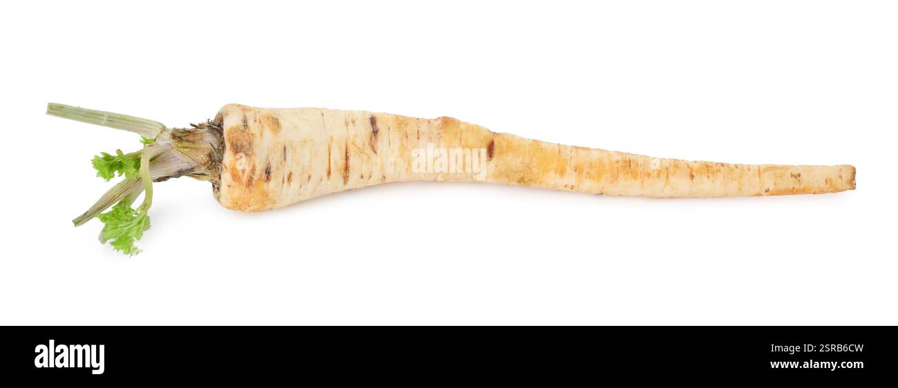 One fresh parsnip isolated on white. Root vegetable Stock Photo - Alamy