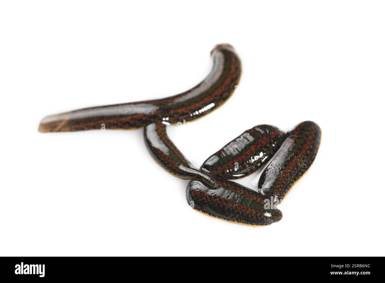 Medicinal leech isolated on white. Alternative medicine Stock Photo - Alamy