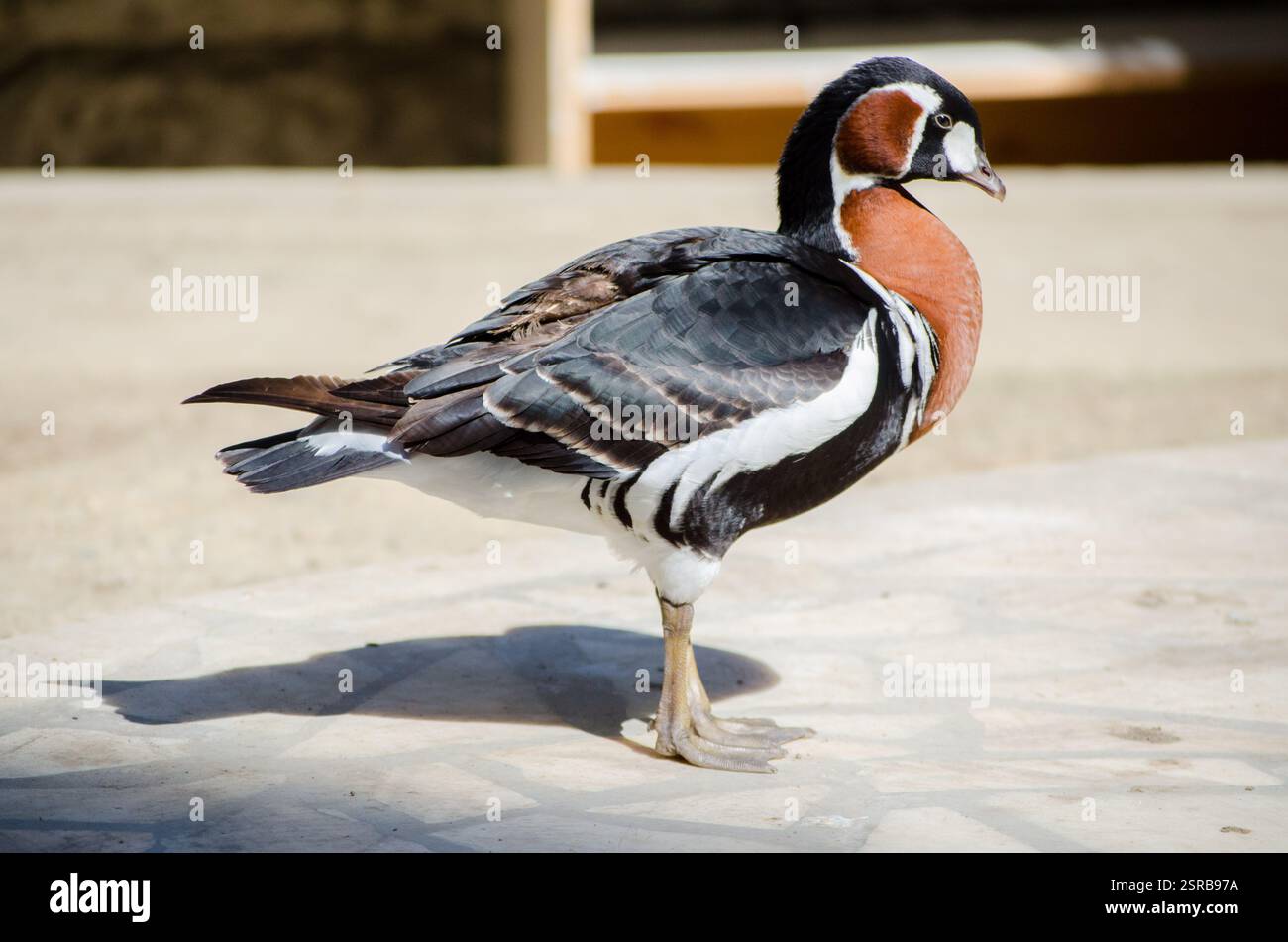 Red-breasted goose with striking plumage stands on sunlit pavement ...