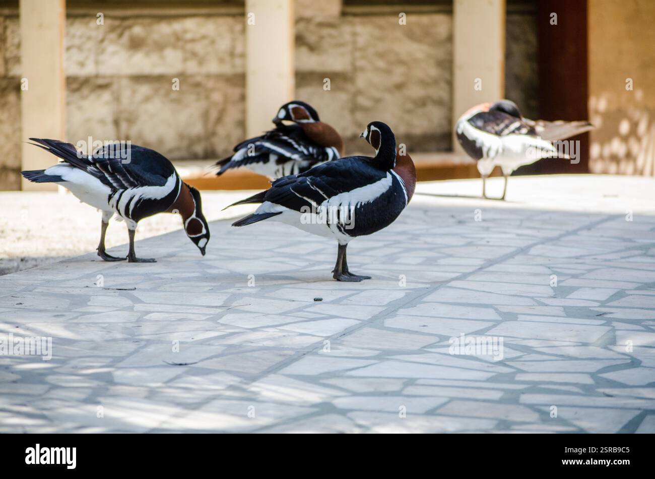 Red-breasted geese walk on stone-paved ground, basking in sunlight ...