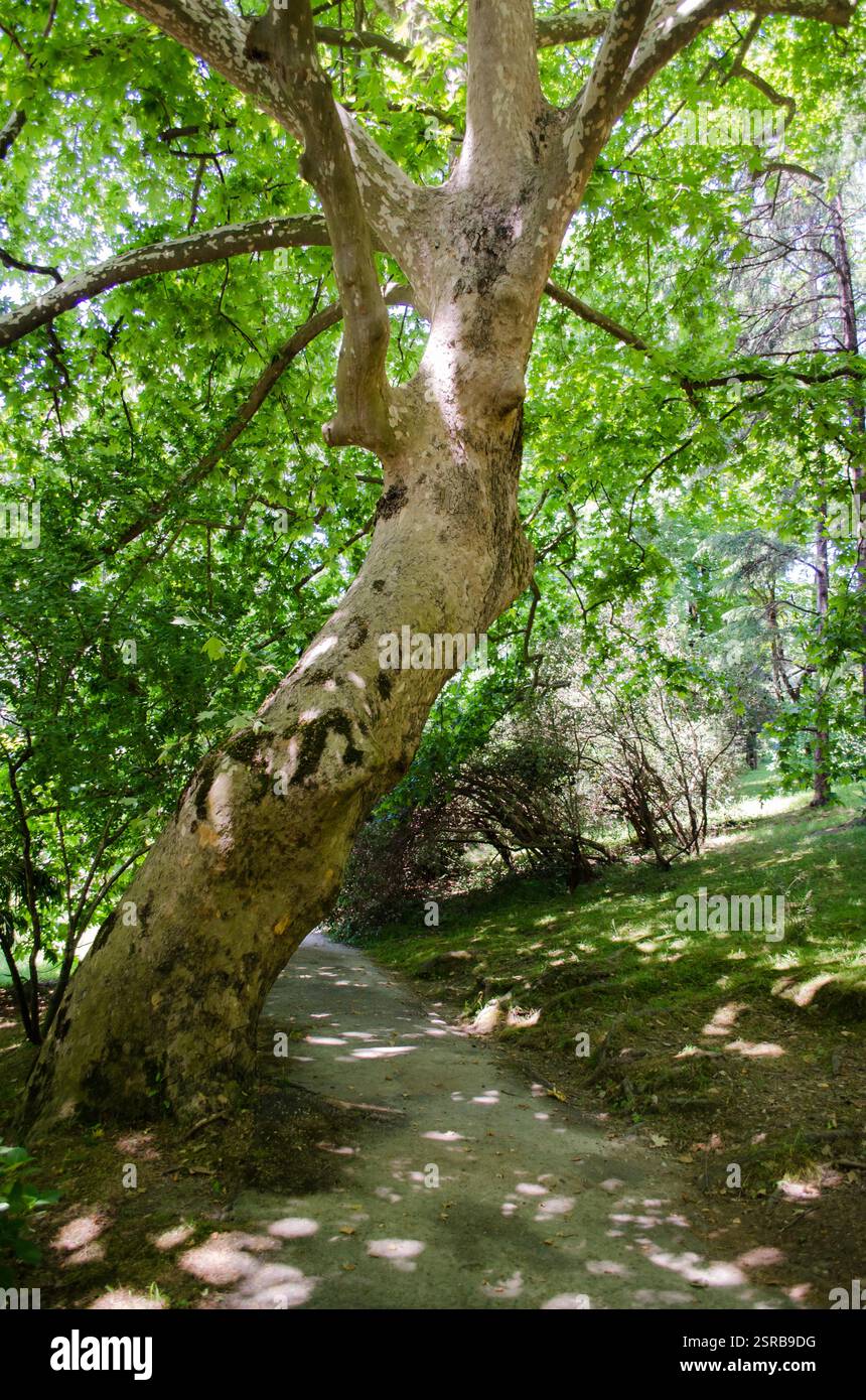 Large tree arches gracefully over dirt pathway in forest. Dappled ...