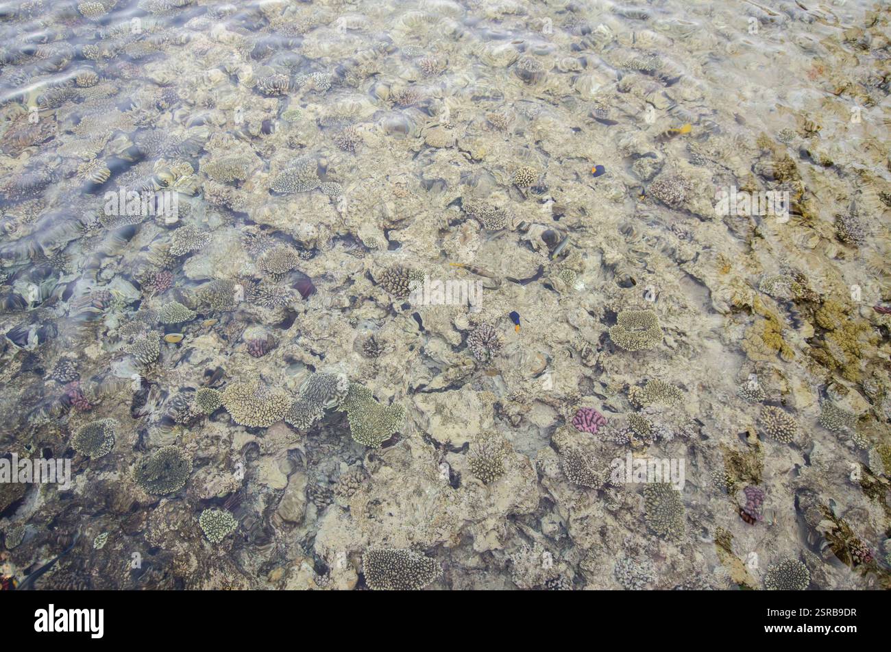 Stunning view of sunlit coral reef under clear, shallow waters at ...