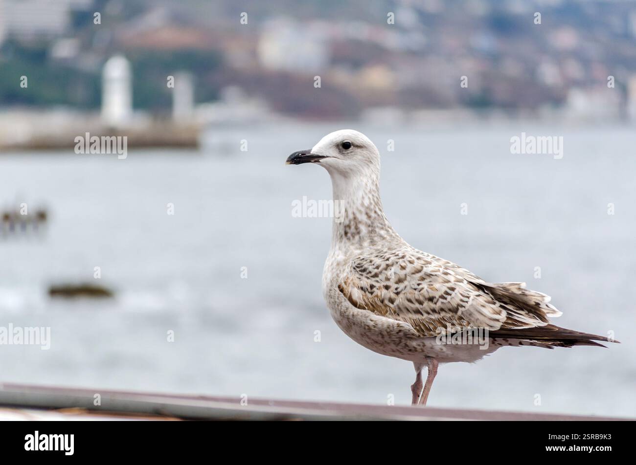 Seagull rests on ledge, ocean and blurred coastal background. Overcast ...
