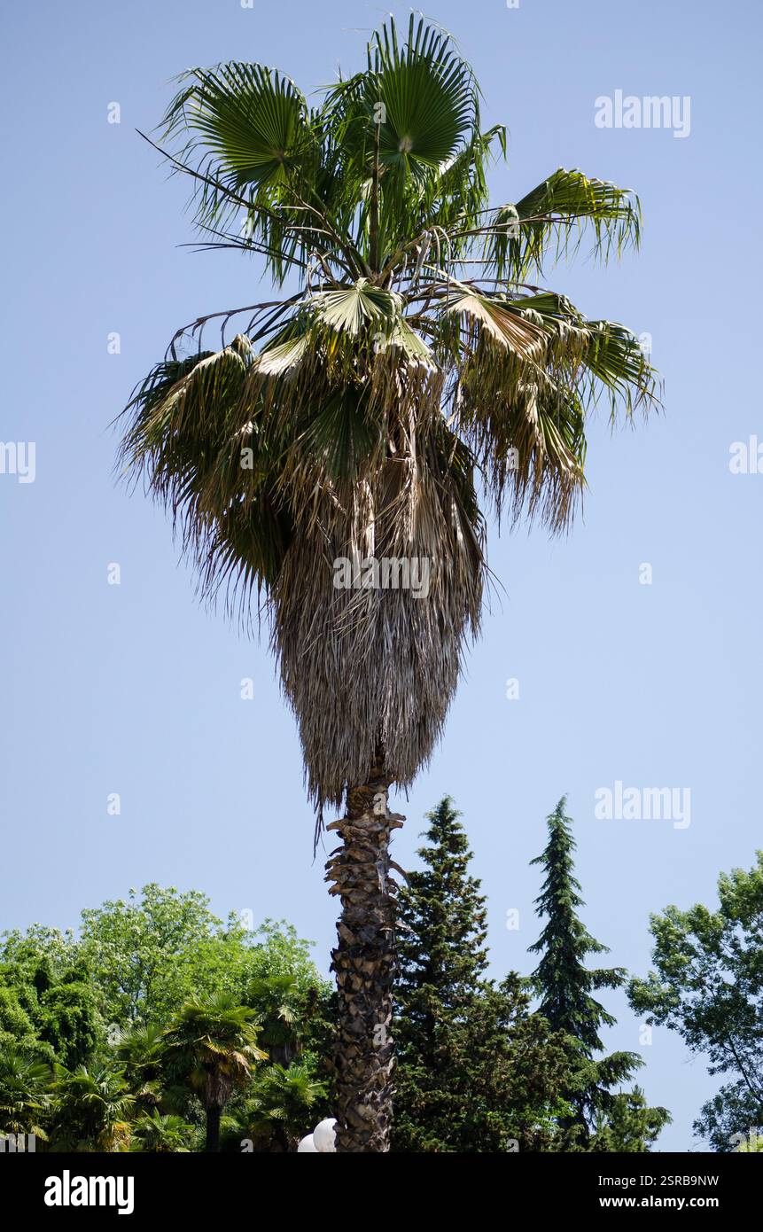 Tall palm tree with lush green fronds stands prominently against bright ...
