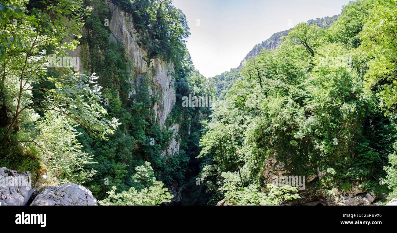 Dense forest and steep cliffs create picturesque canyon. Vivid green ...