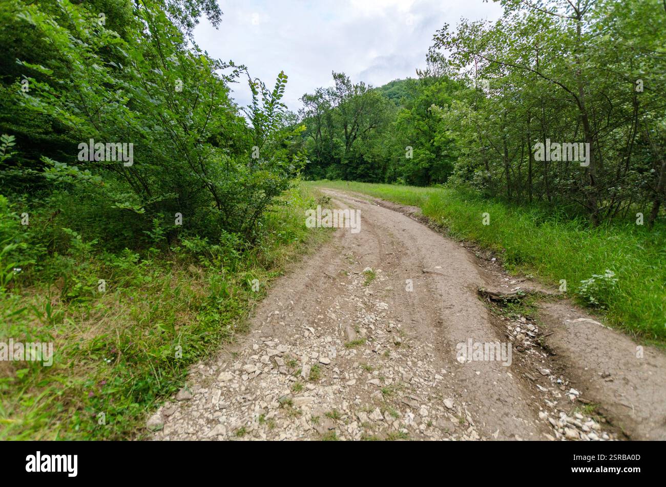 Dirt path curves gently through verdant forest setting. Dense foliage ...