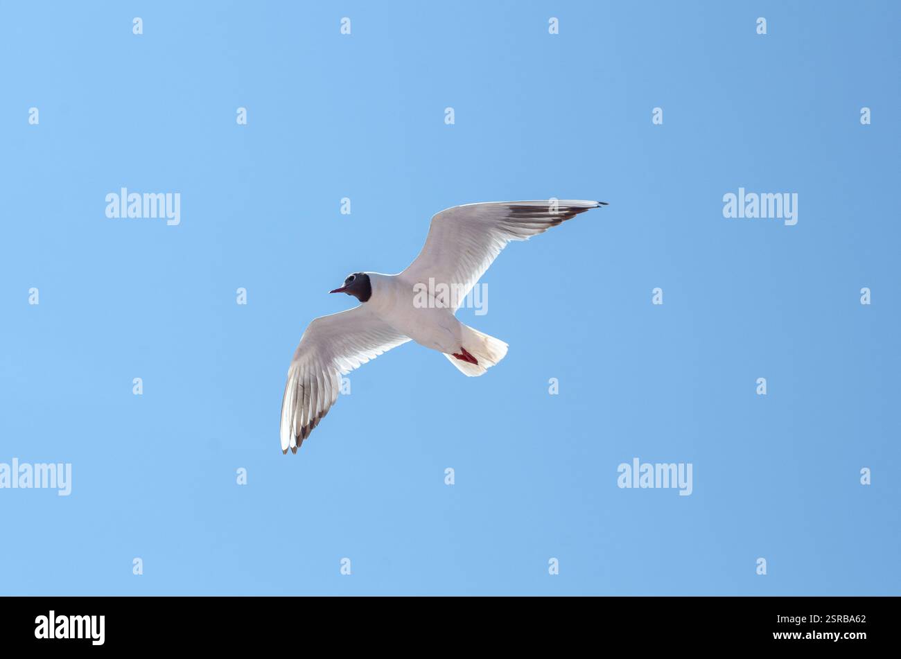 Black-headed gull gracefully soars against vibrant blue sky. Wings ...