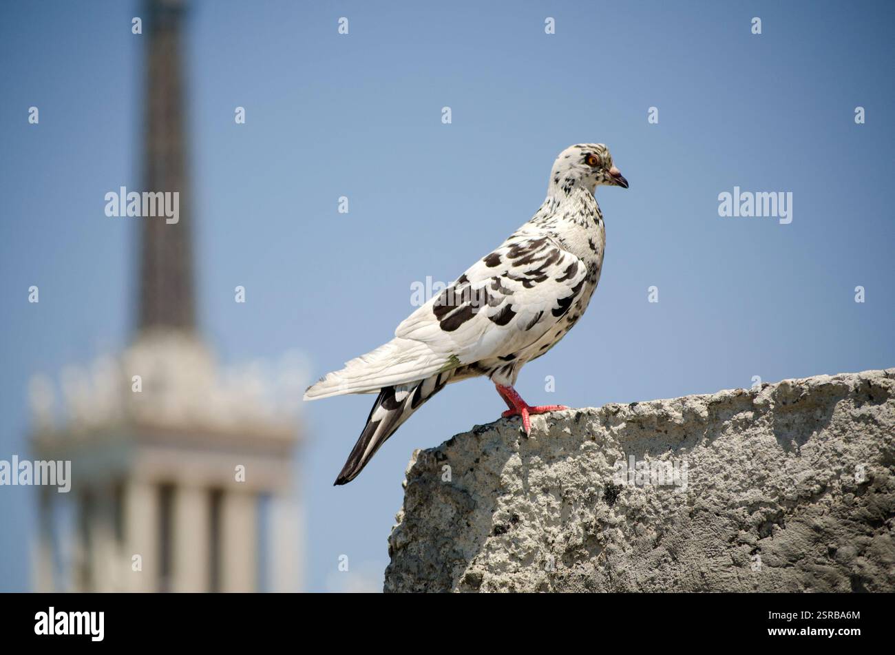 Spotted pigeon stands gracefully on sunlit rooftop. Eiffel tower blurs ...