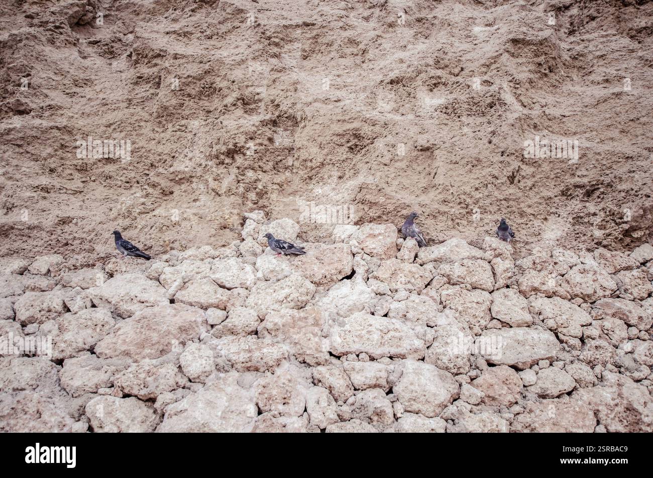 Birds rest amid rocky terrain under soft lighting. Earthy tones ...
