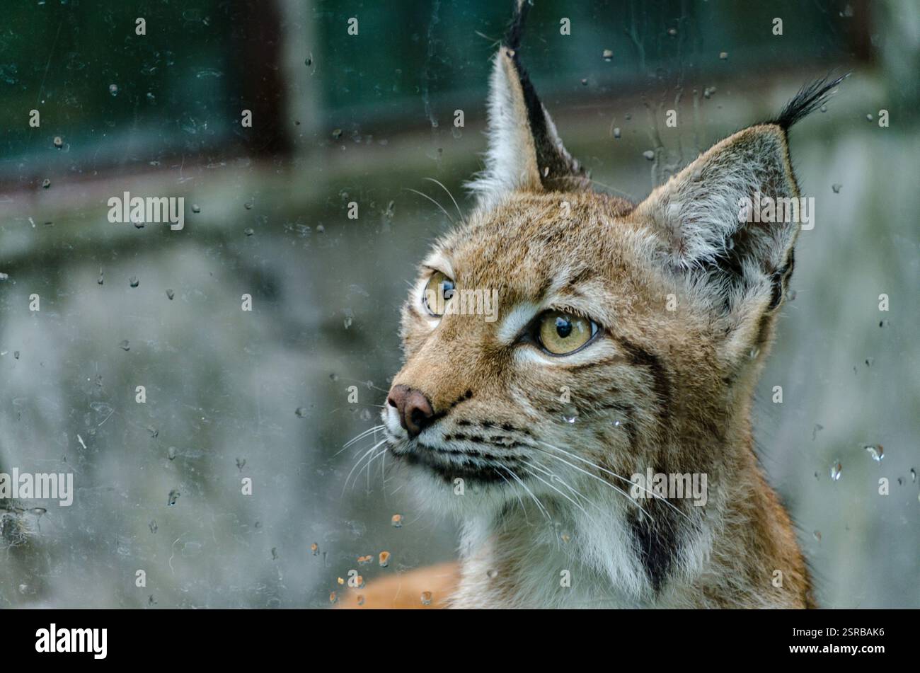 European lynx peers through wet glass in zoo environment. Soft natural ...