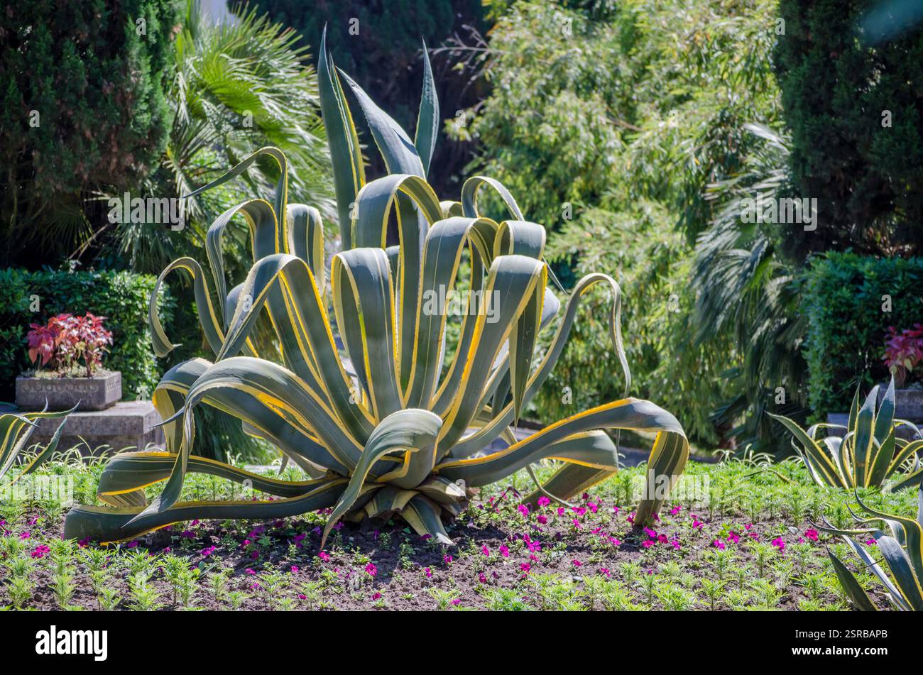 Large variegated agave showcases bold striped leaves in vibrant garden ...