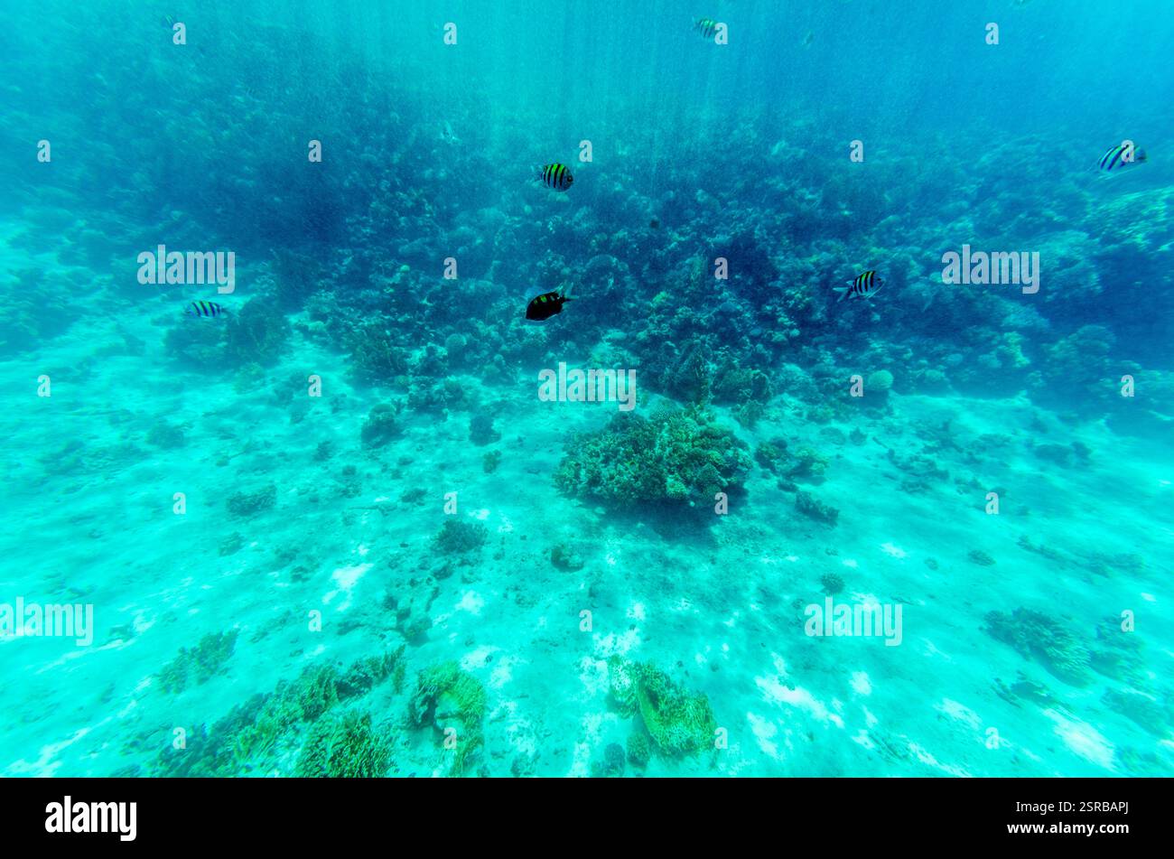 Expansive view of coral reef adorned with striped fish in clear blue ...