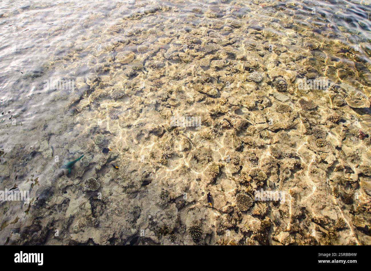 Stunning view of sunlit coral reef under clear, shallow waters at ...