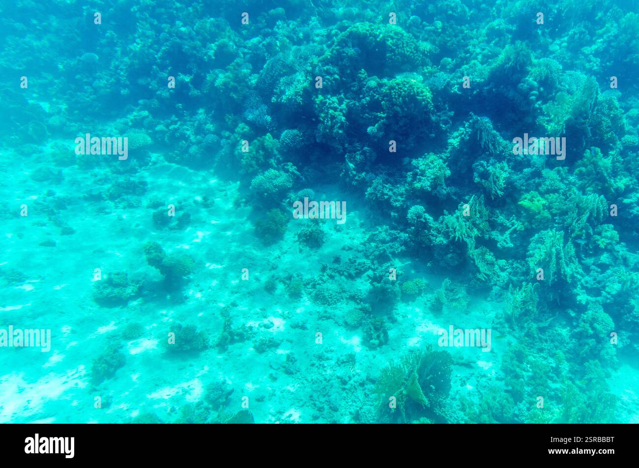 Expansive view of coral reef adorned with striped fish in clear blue ...
