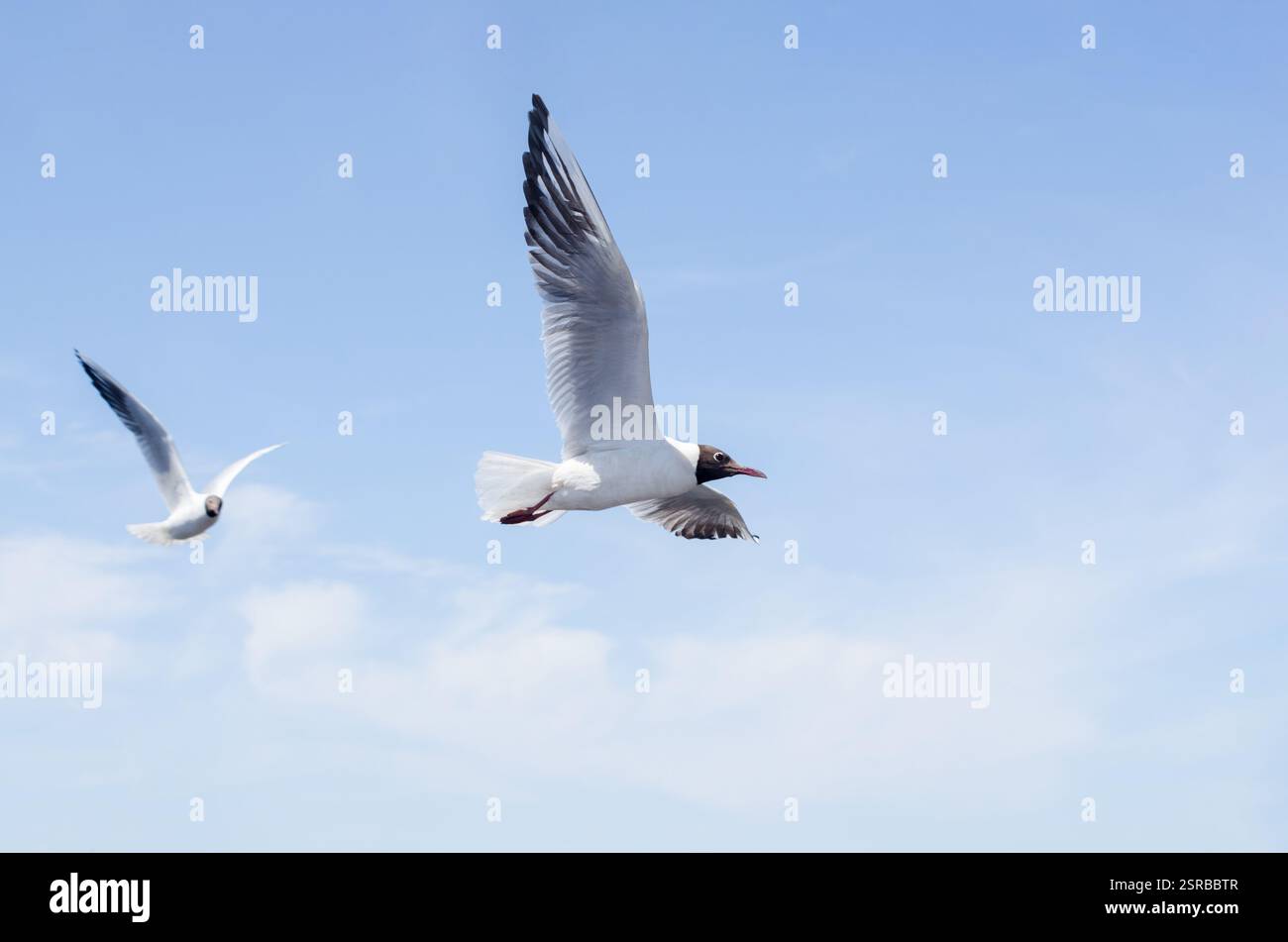 Two seagulls gracefully flying against vibrant blue sky. Soft clouds ...