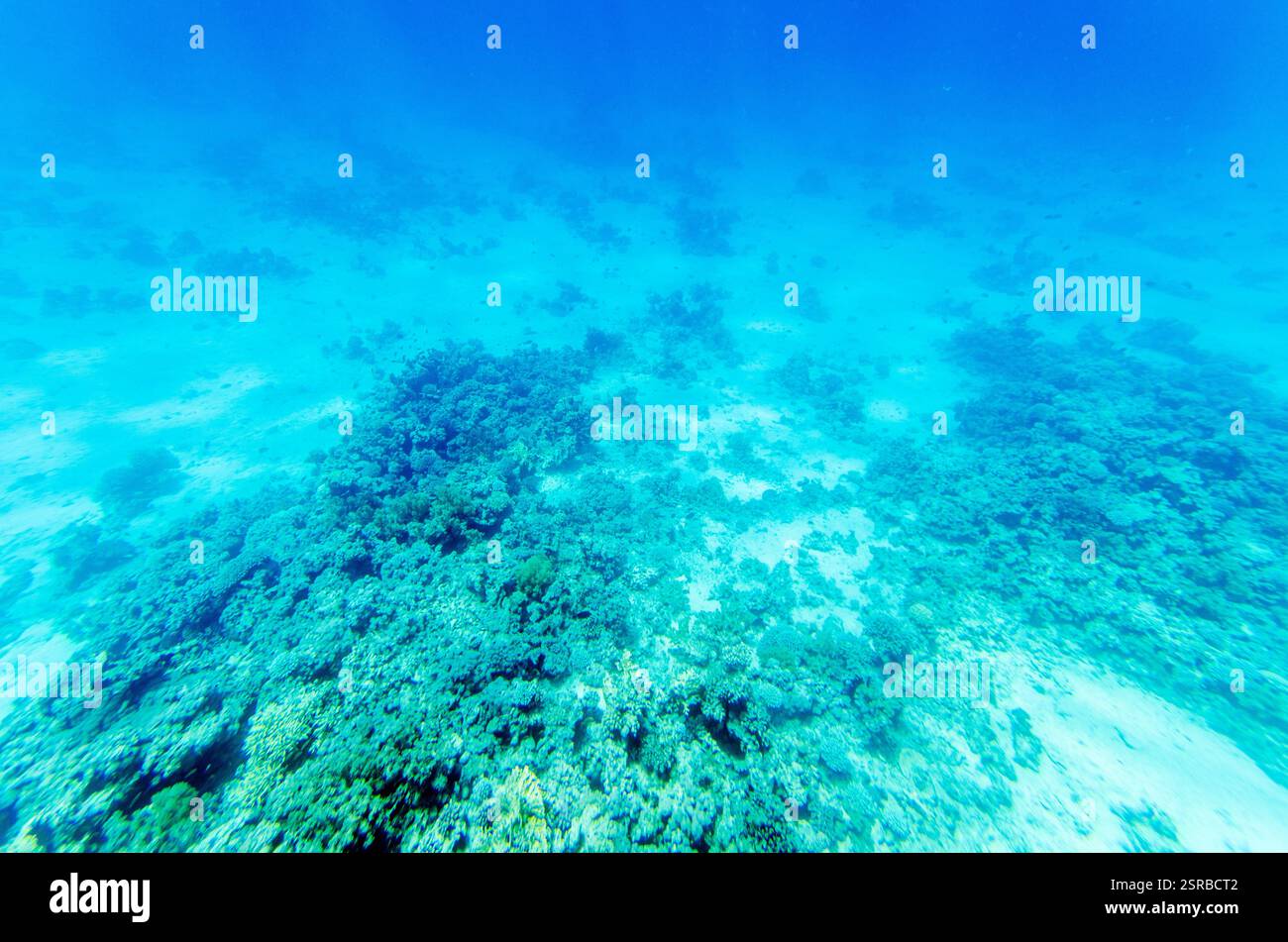 Expansive underwater scene showcases coral formations bathed in blue ...