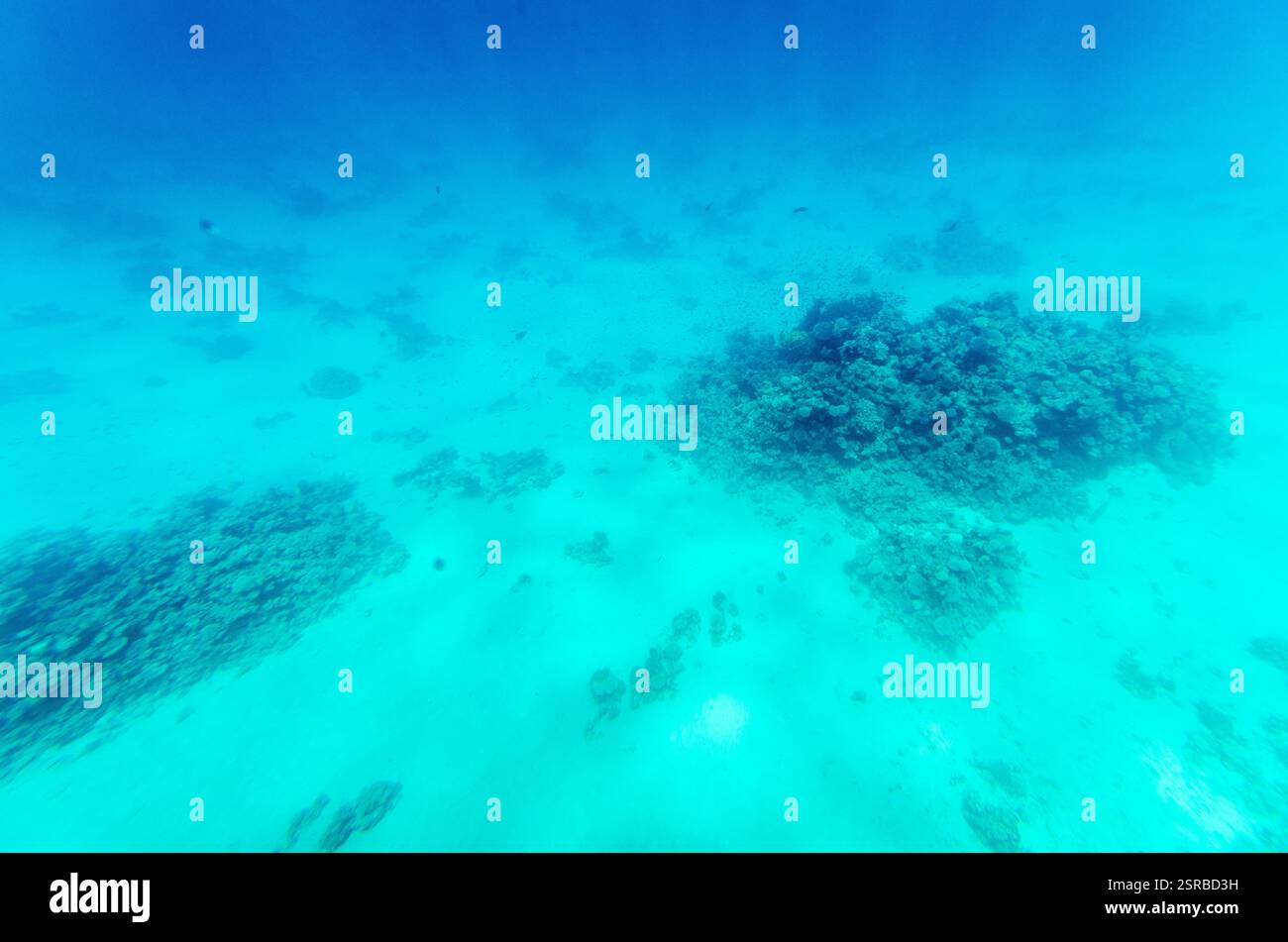 Expansive underwater scene showcases coral formations bathed in blue ...