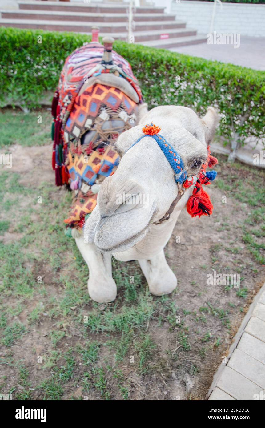 Seated camel covered in colorful blanket rests on grass under daylight ...