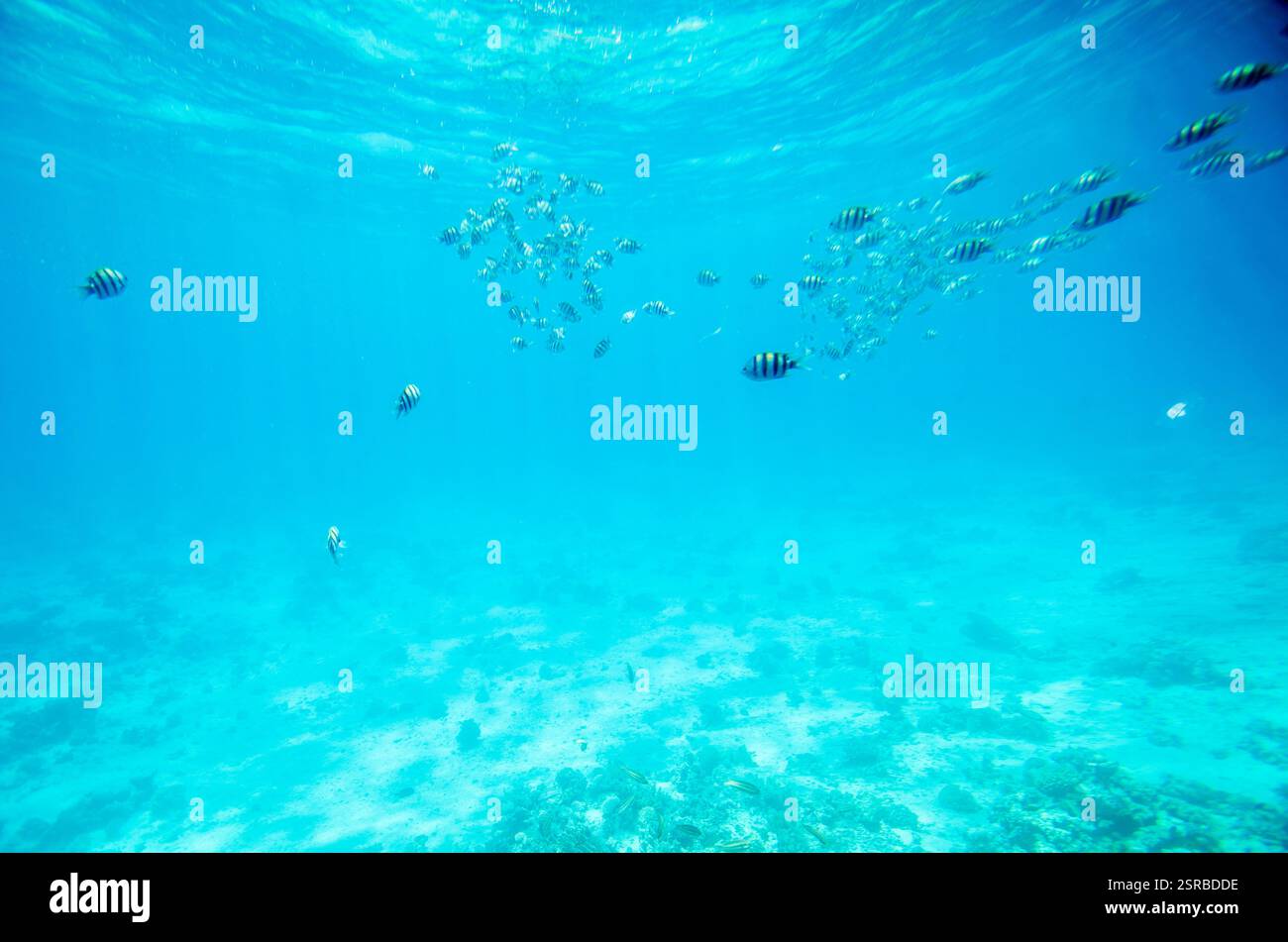 School of fish navigates clear blue waters, casting ethereal shadows on ...