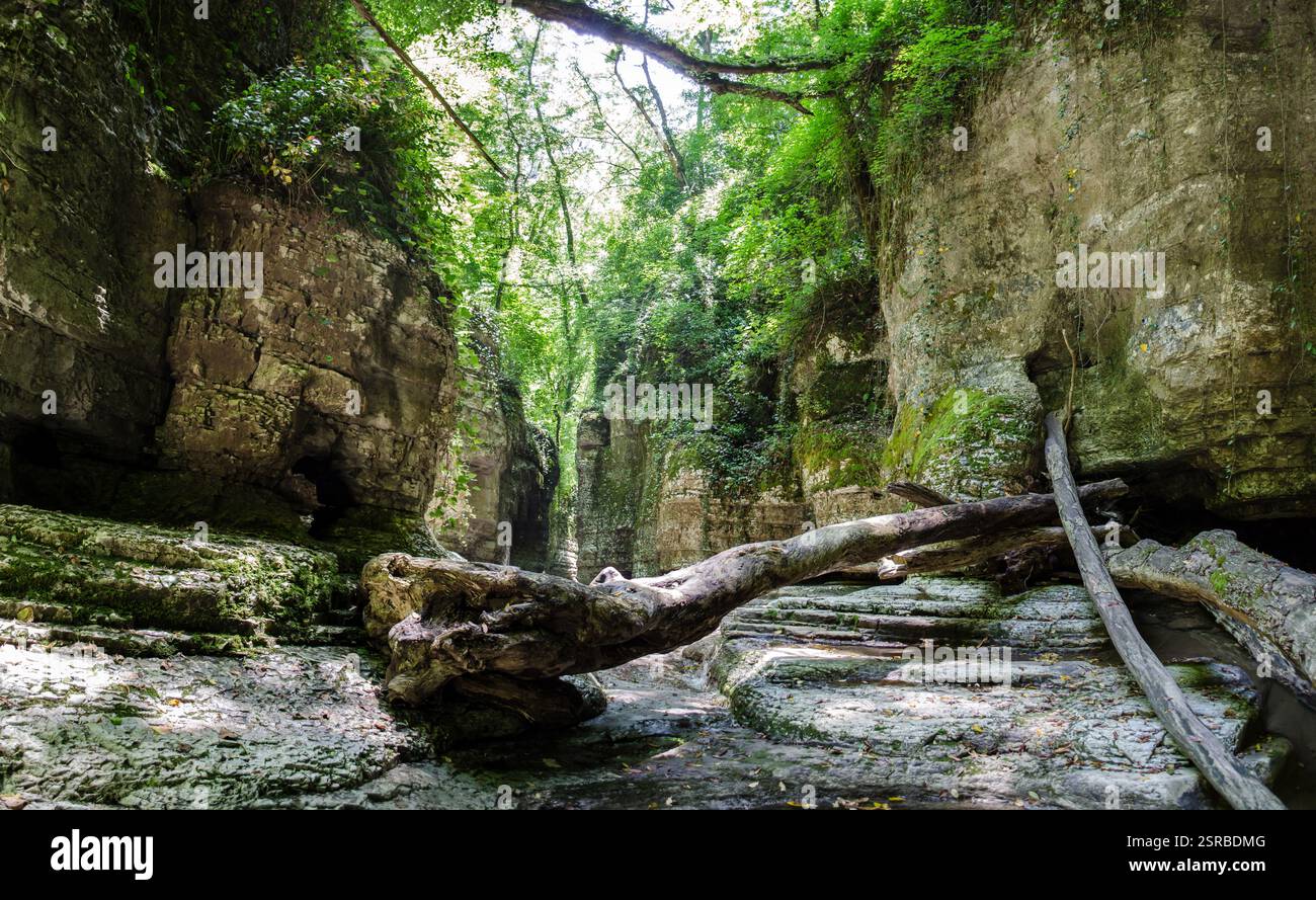 Lush canyon view fallen hi-res stock photography and images - Alamy