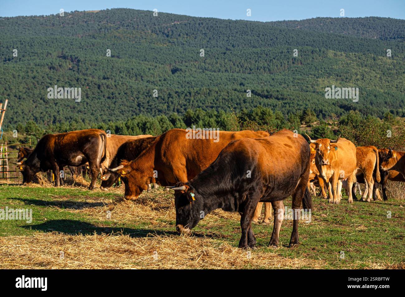 Livestock farming with cattle, Puerto de Sancho Leza, Sierra Cebollera ...