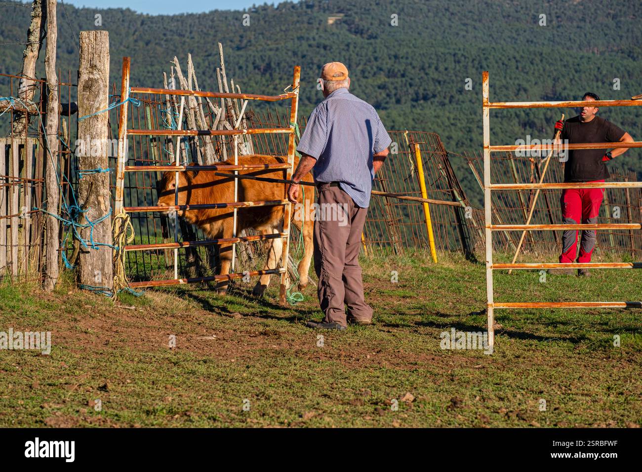 Livestock farming with cattle, Puerto de Sancho Leza, Sierra Cebollera ...