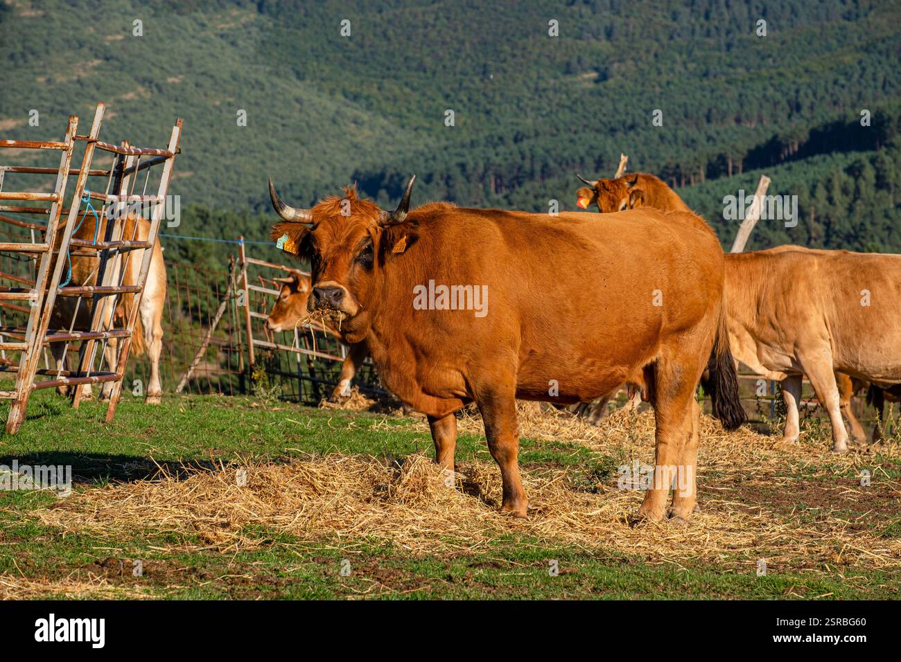 Livestock farming with cattle, Puerto de Sancho Leza, Sierra Cebollera ...