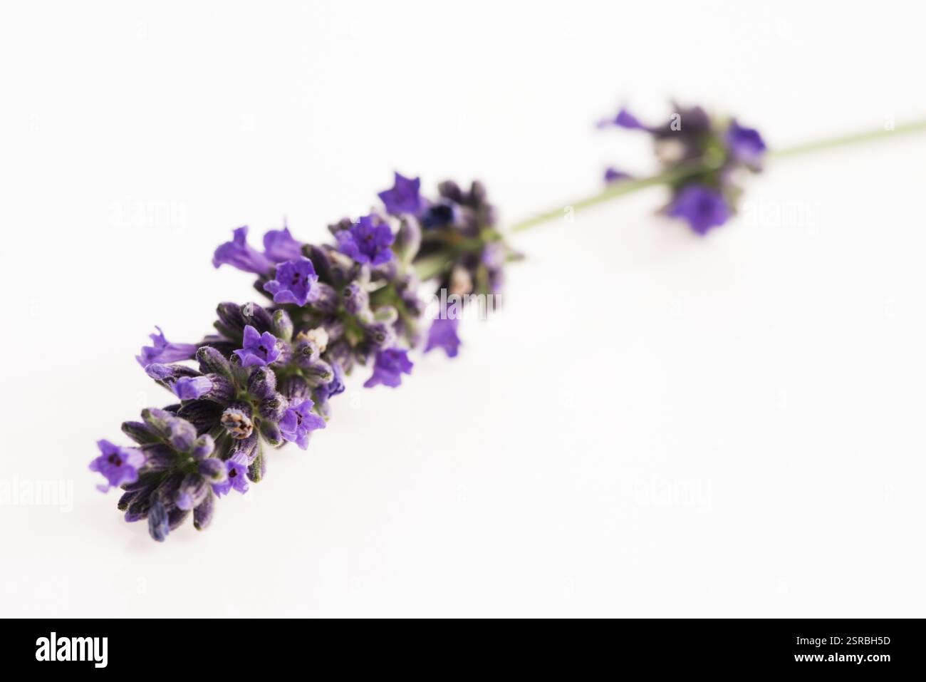 English lavender lavandula angustifolia flowering Cut Out Stock Images ...
