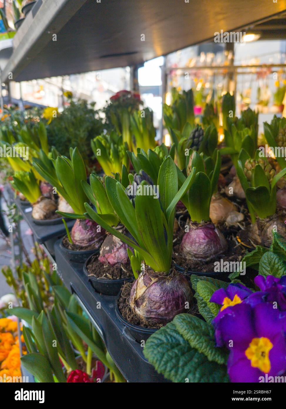 Flower seedlings in pots stand on a farmer's market counter. Garden ...