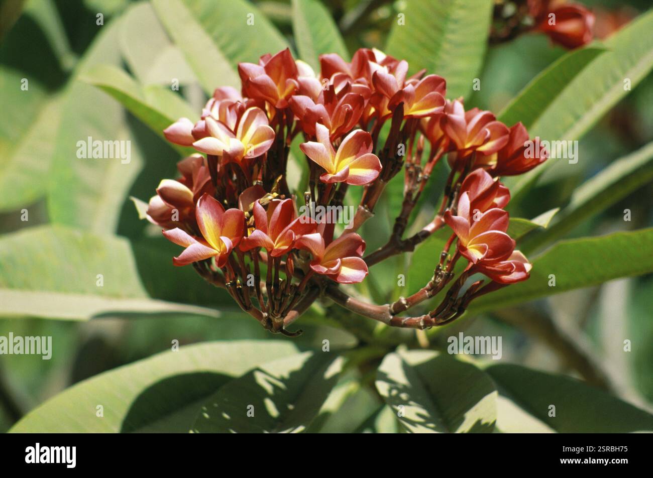 Red champa flower, Boisar, Maharashtra, India, Asia Stock Photo - Alamy