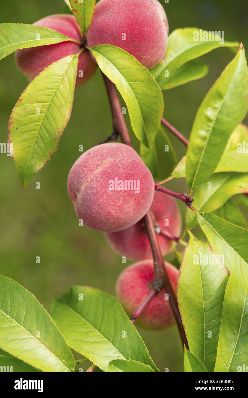 The peach, Prunus persica Stock Photo - Alamy
