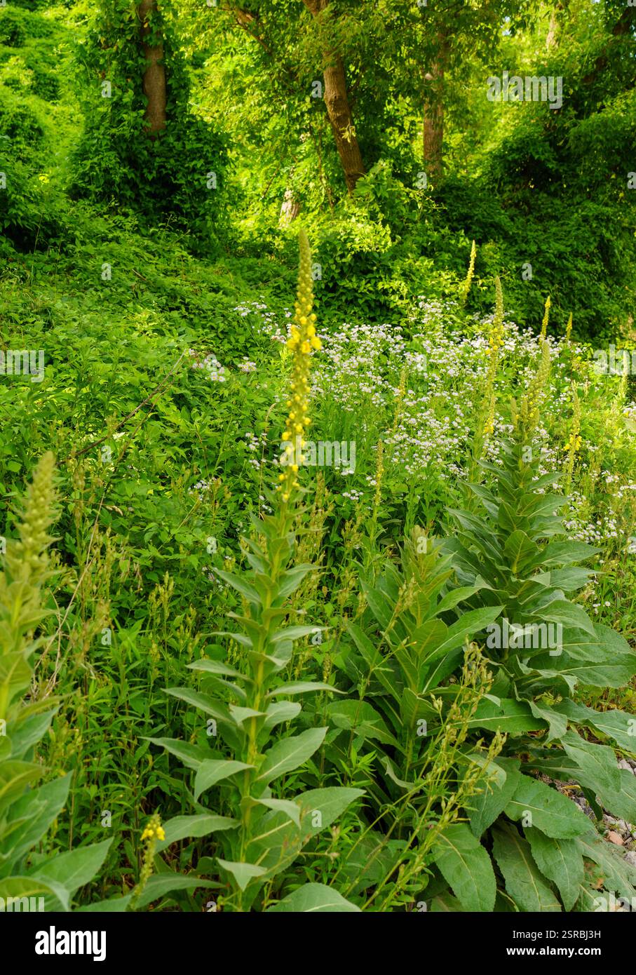 Vegetation in a contemporary park designed on the ruins of Warsaw and ...