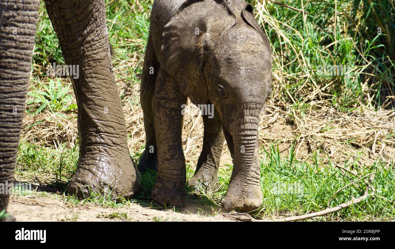 A heartwarming scene depicts a baby elephant joyfully exploring its ...