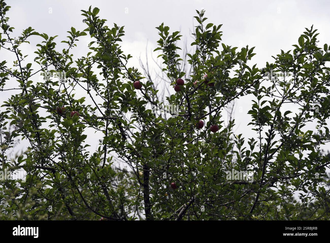 Apple tree, Thimphu, Bhutan, Asia Stock Photo - Alamy