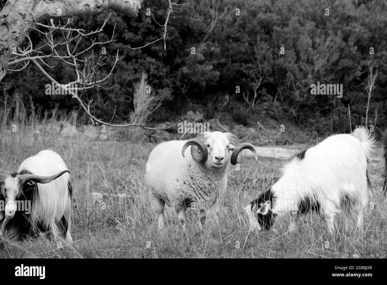 animals in nature. composition. horse and goat Stock Photo - Alamy