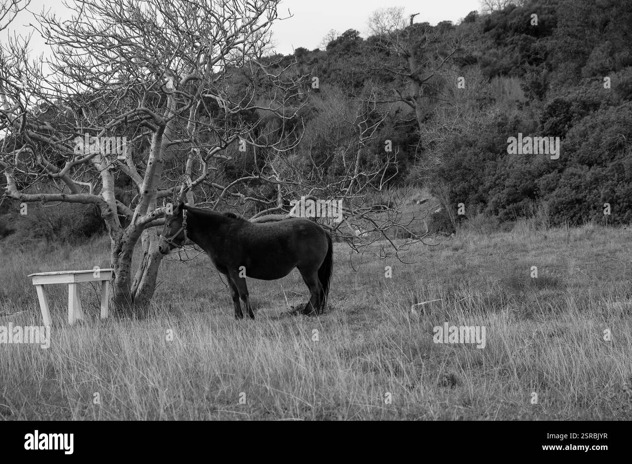 animals in nature. composition. horse and goat Stock Photo - Alamy