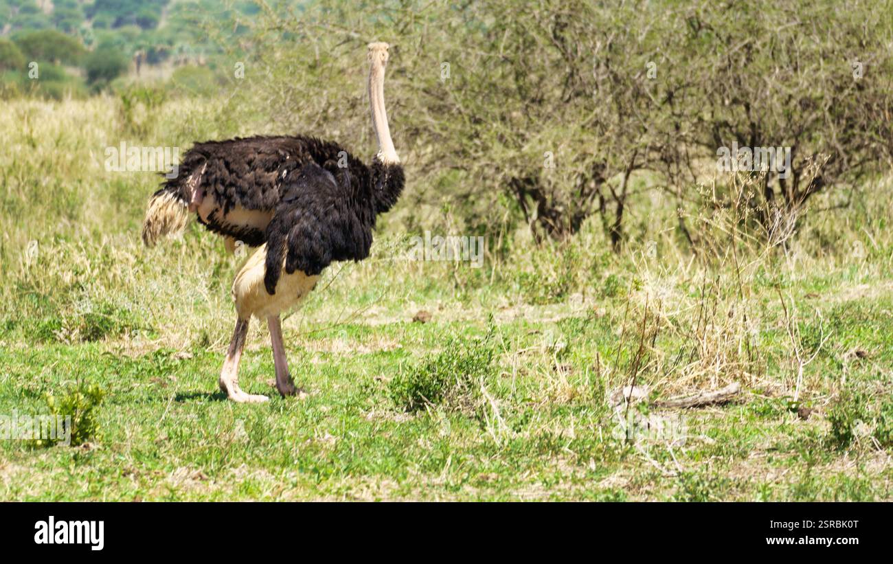 An ostrich gracefully walks through its expansive natural habitat ...
