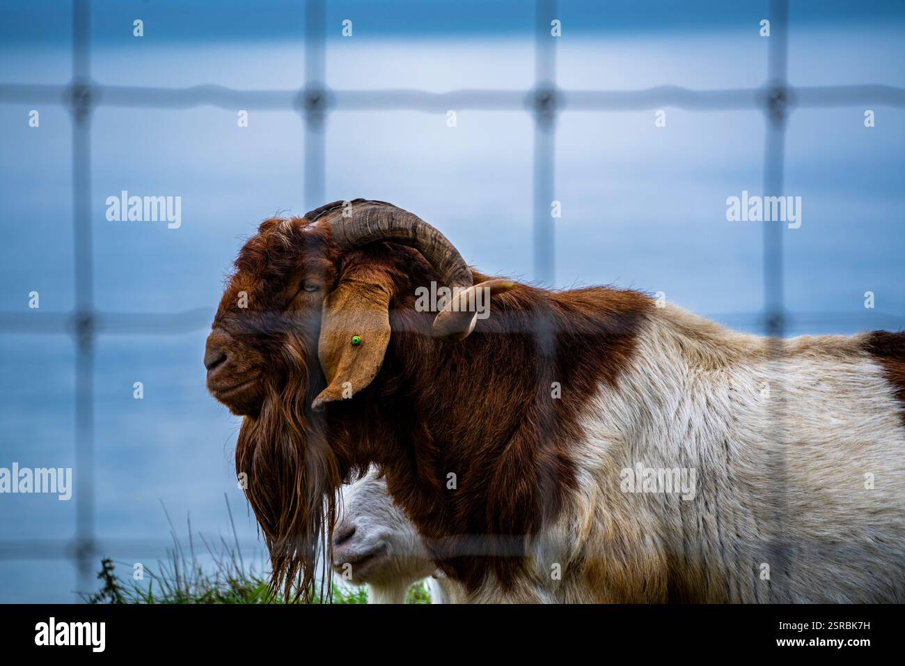 One of the famous Bournemouth goats involved in environmentally ...